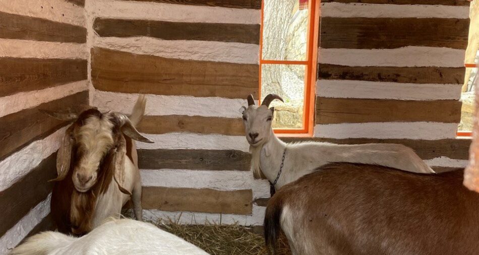 В этот уик-энд в Похребе открывается новая туристическая достопримечательность Молдовы — козий ...